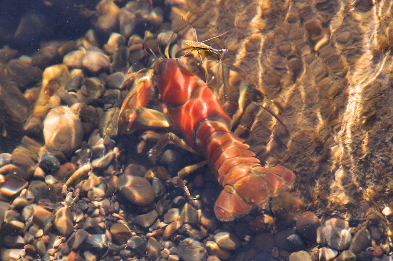 Nikki's Photography » Blog Archive » Signal Crayfish